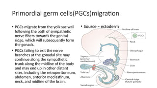 Embryology of the Reproductive System xxxx.pptx