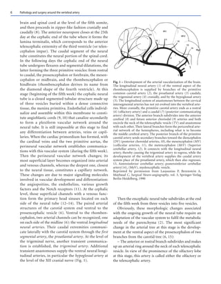 Embryology of the vertebral artery - Neurologypdf | PDF