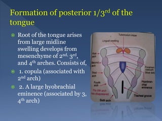 Embryology of tongue | PPTX