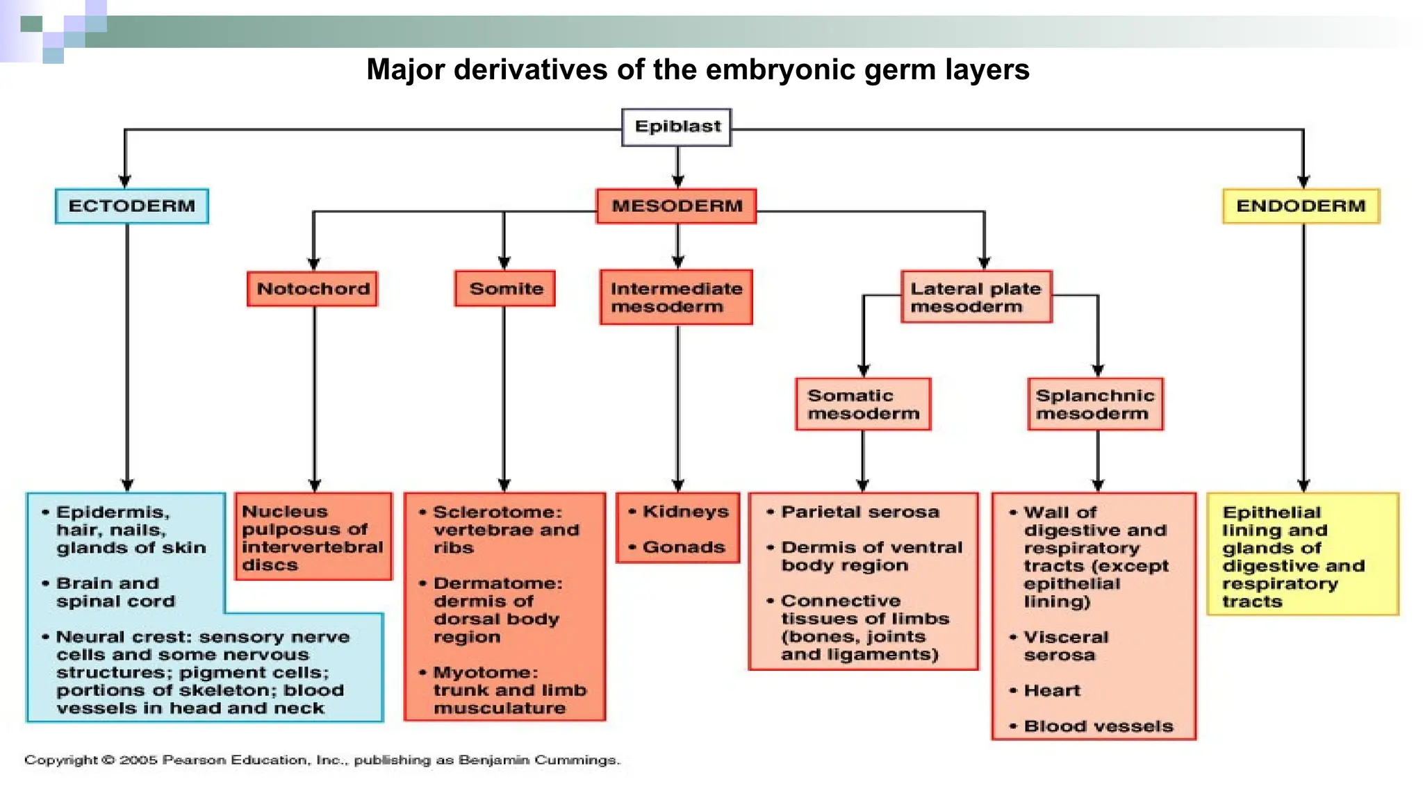 Embryology of Upper, lower limbs and the.pptx