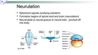 Embryology of Upper, lower limbs and the.pptx