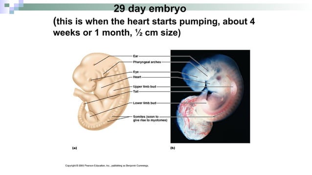 Embryology of Upper, lower limbs and the.pptx