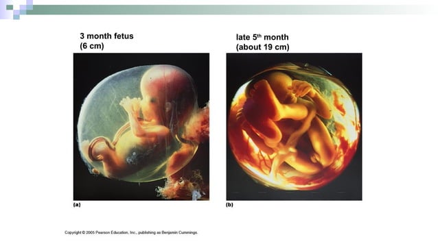 Embryology of Upper, lower limbs and the.pptx