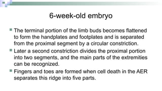 Embryology of Upper, lower limbs and the.pptx