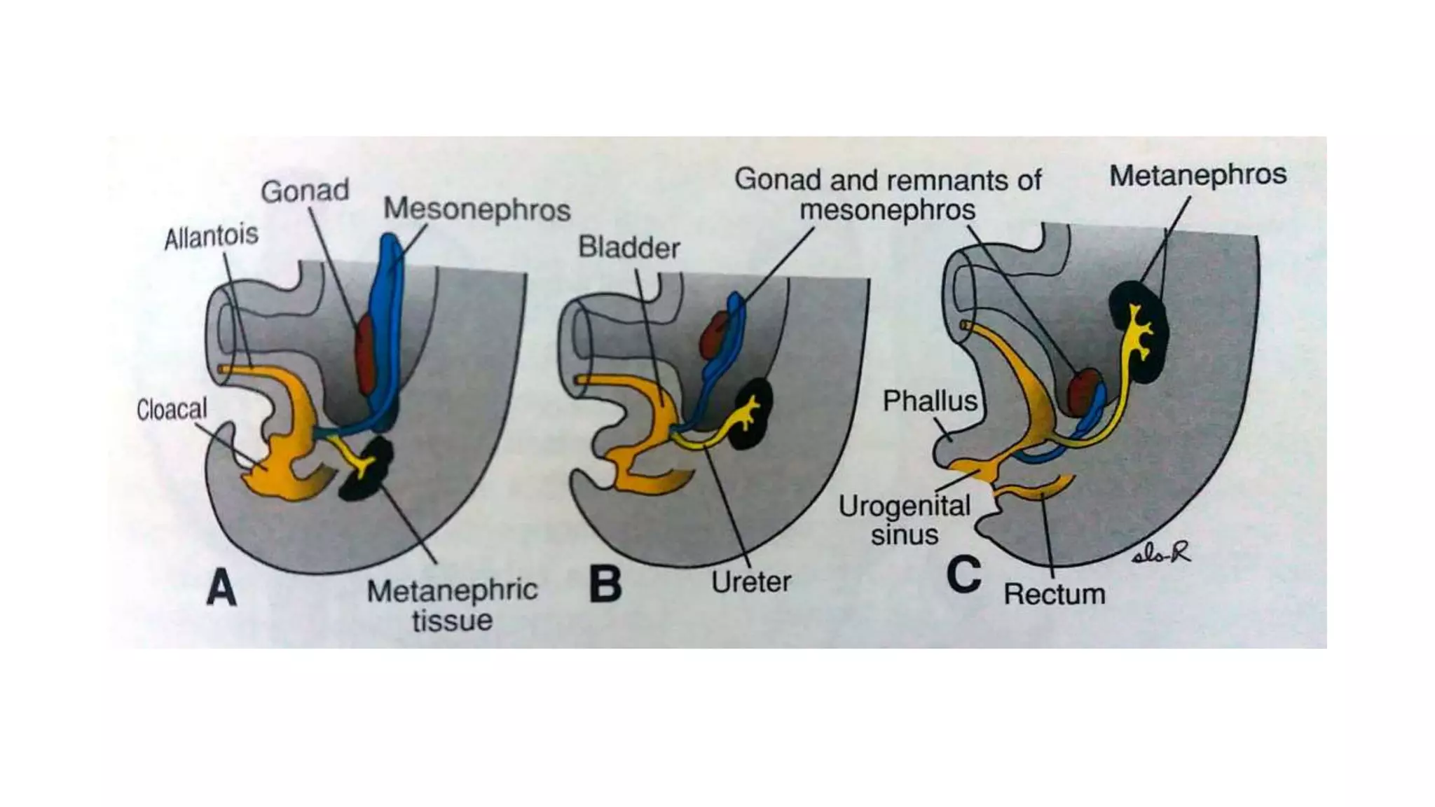 Embryology of urinary system | PPTX