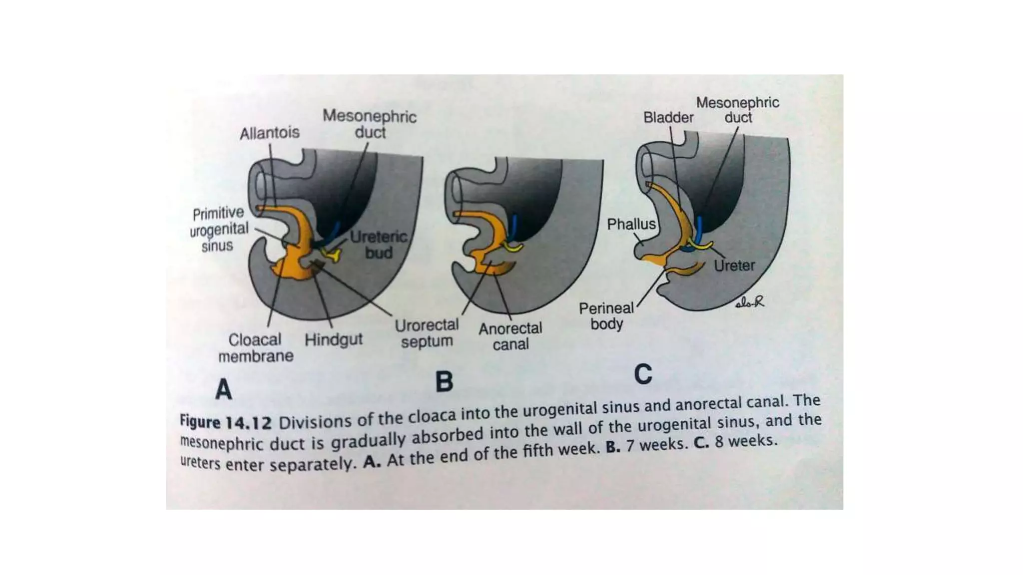 Embryology of urinary system | PPTX