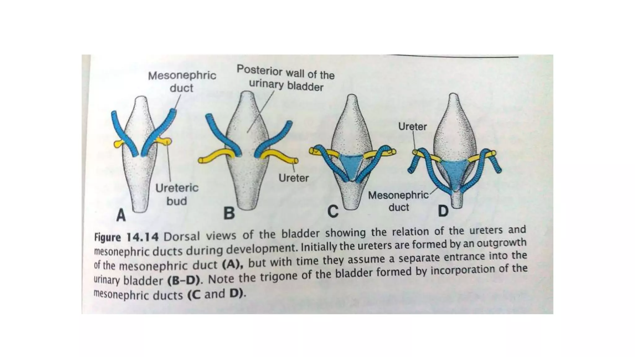 Embryology of urinary system | PPTX