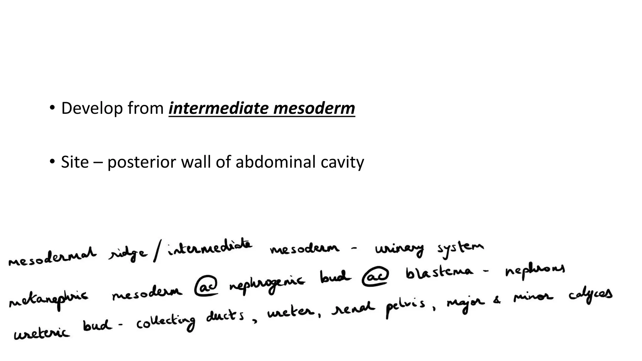 Embryology of urinary system | PPTX