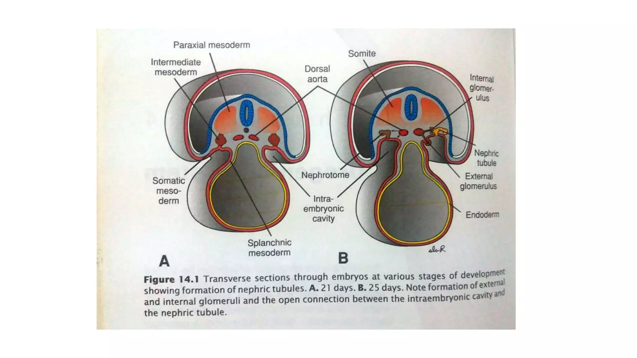 Embryology of urinary system | PPTX