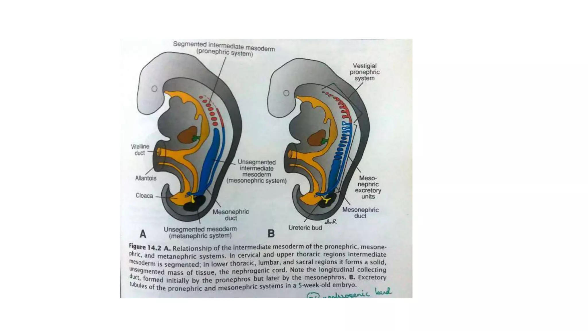 Embryology of urinary system | PPTX