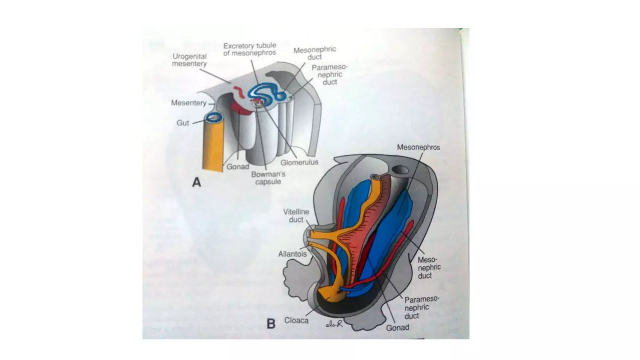 Embryology of urinary system | PPTX