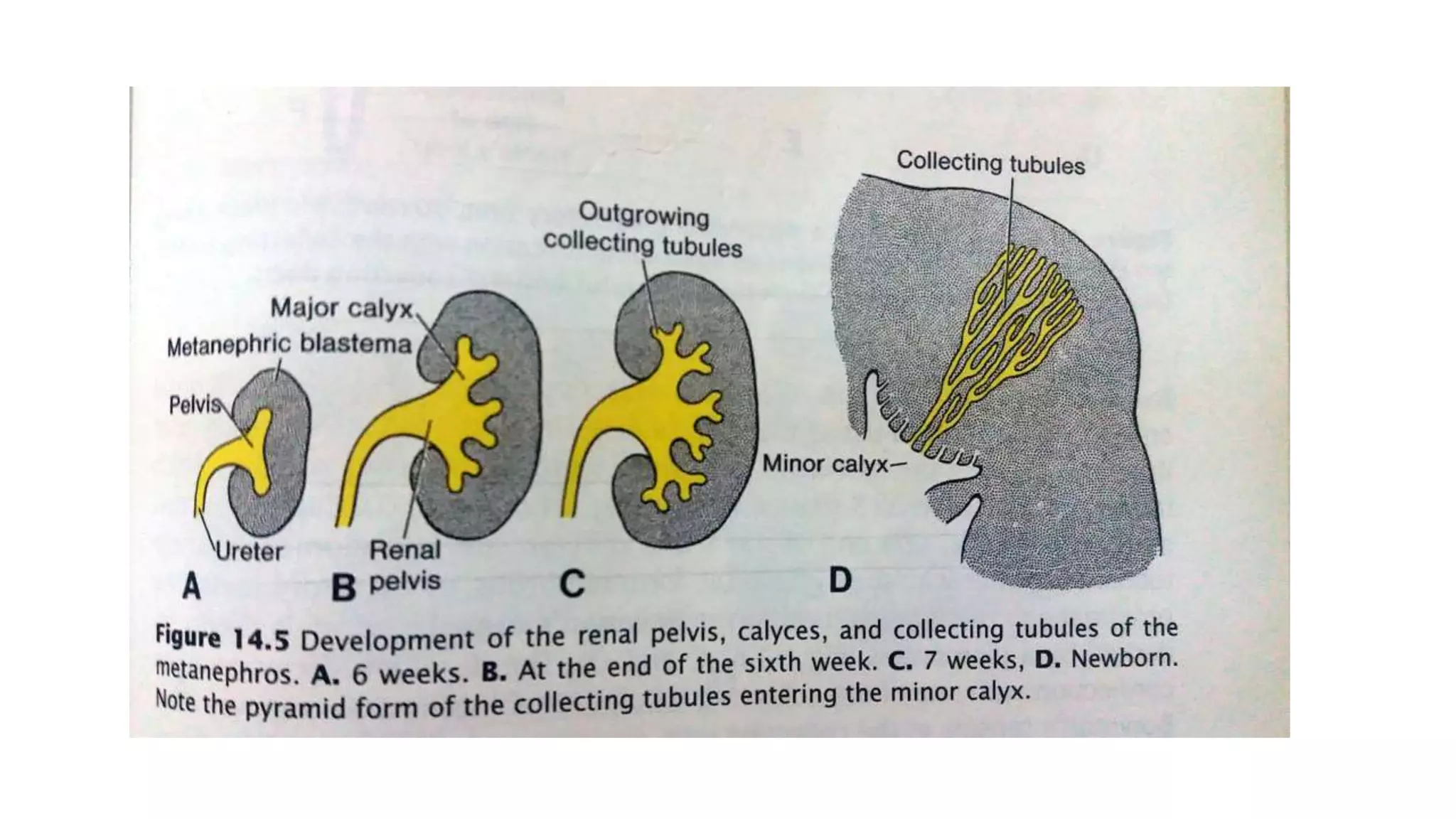 Embryology of urinary system | PPTX