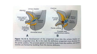 Embryology of urinary system | PPTX