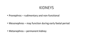 Embryology of urinary system | PPTX