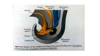 Embryology of urinary system | PPTX