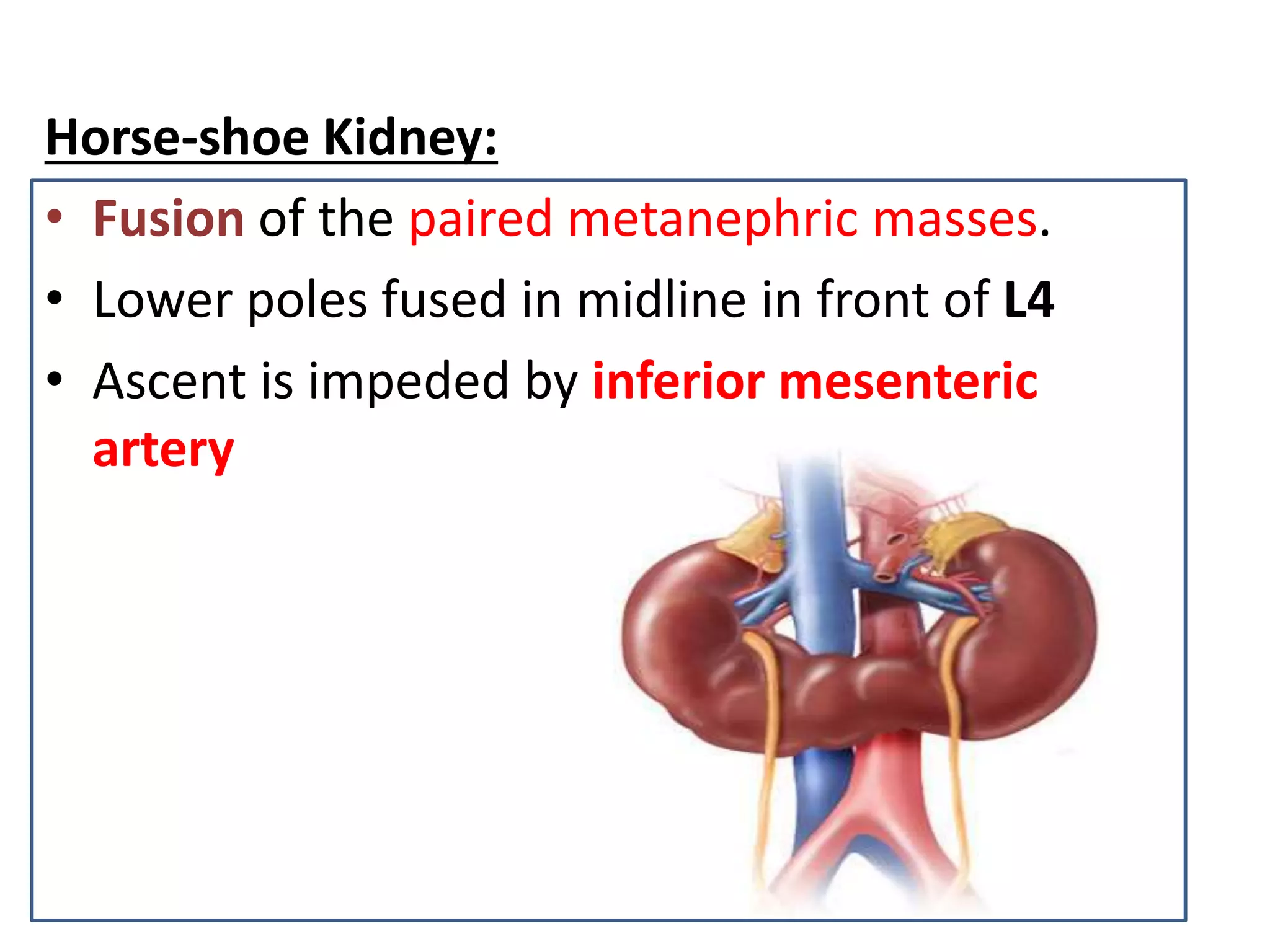 Embryology of Urinary System by Dr. Majid Kakakhel | PPT