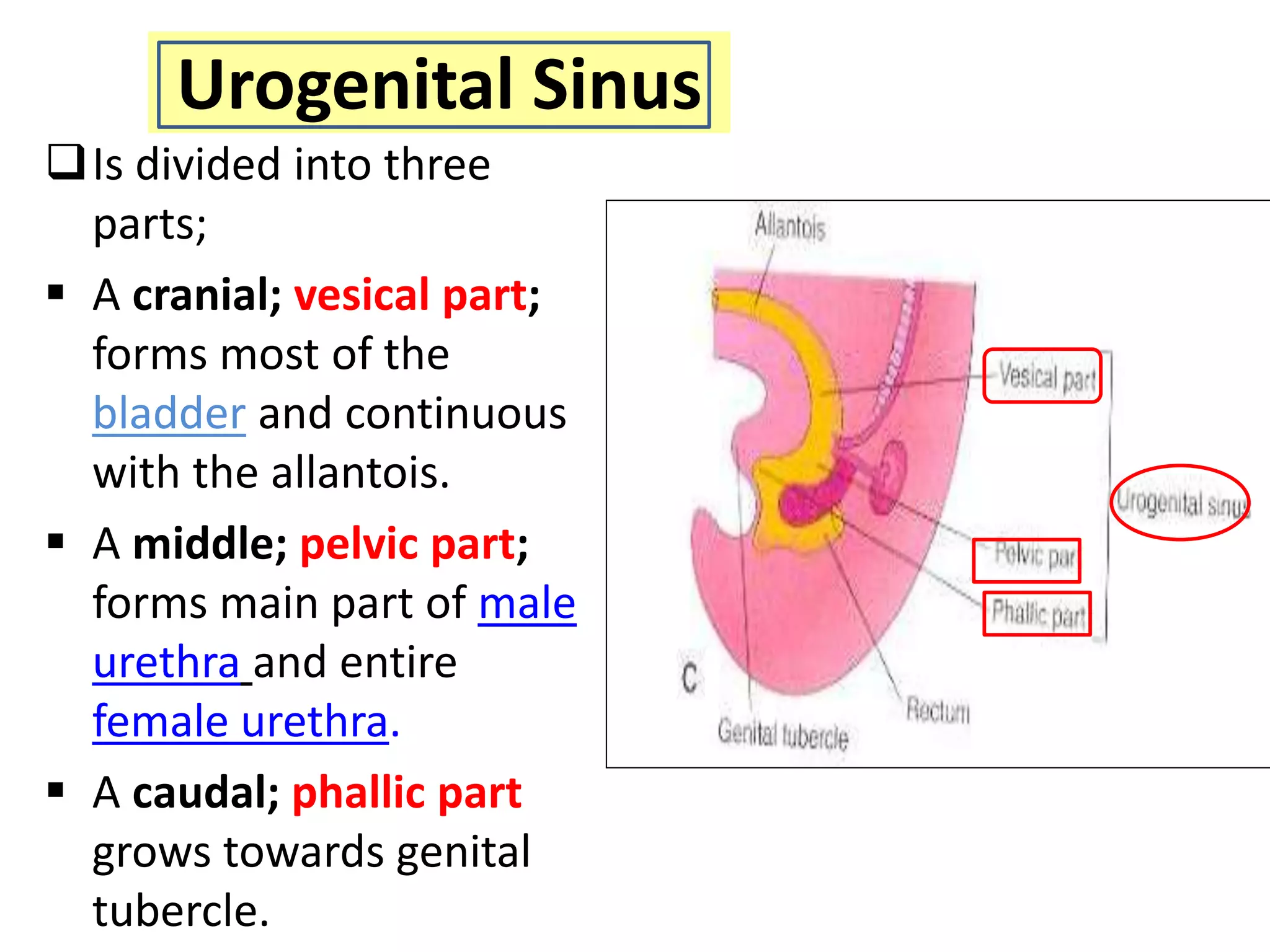 Embryology of Urinary System by Dr. Majid Kakakhel | PPT