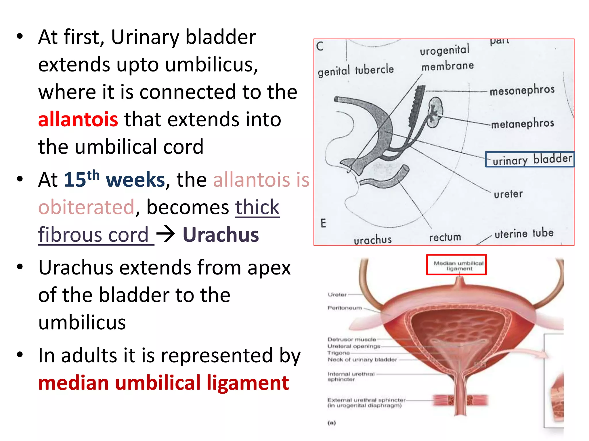 Embryology of Urinary System by Dr. Majid Kakakhel | PPT