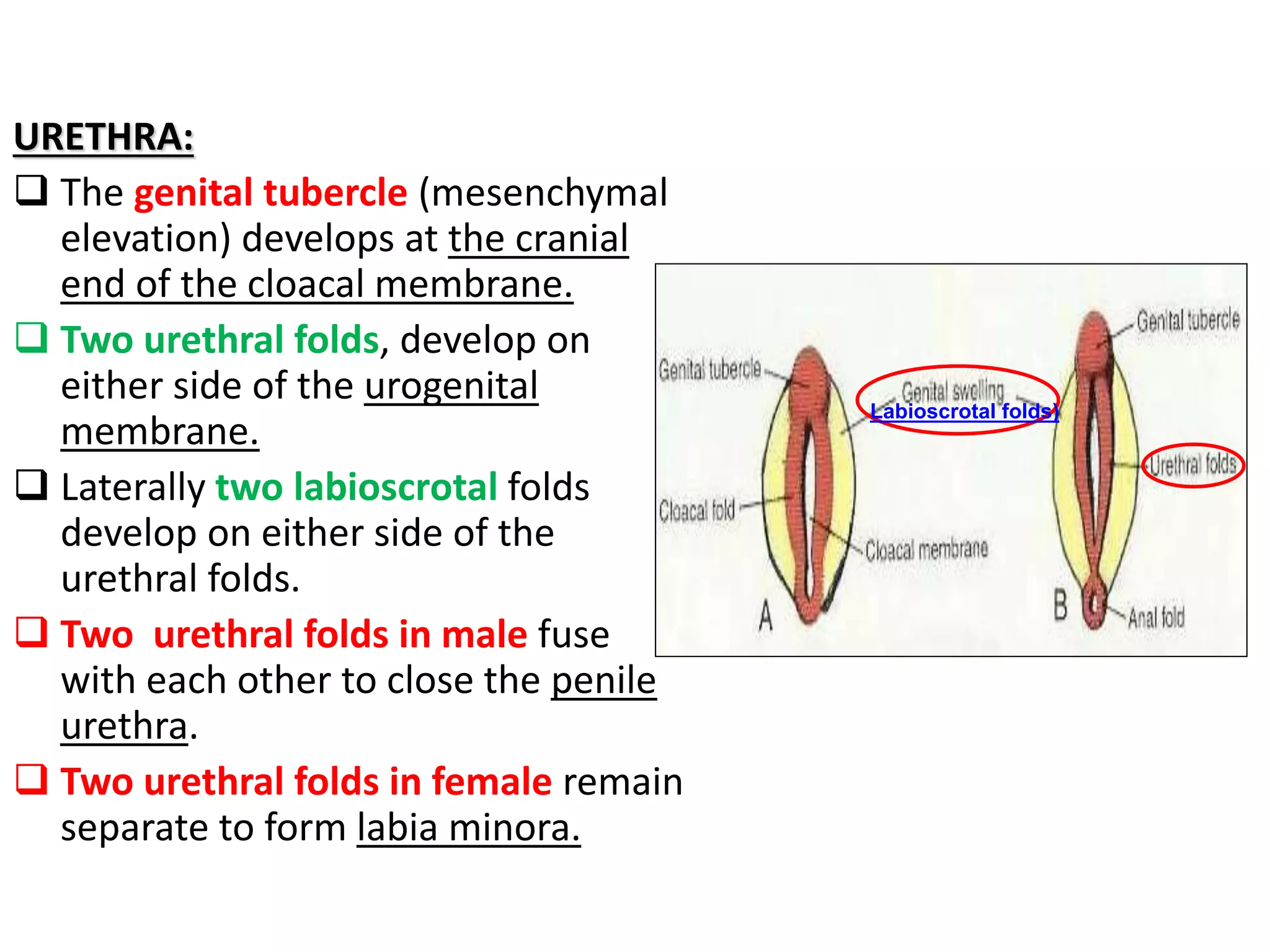 Embryology of Urinary System by Dr. Majid Kakakhel | PPT