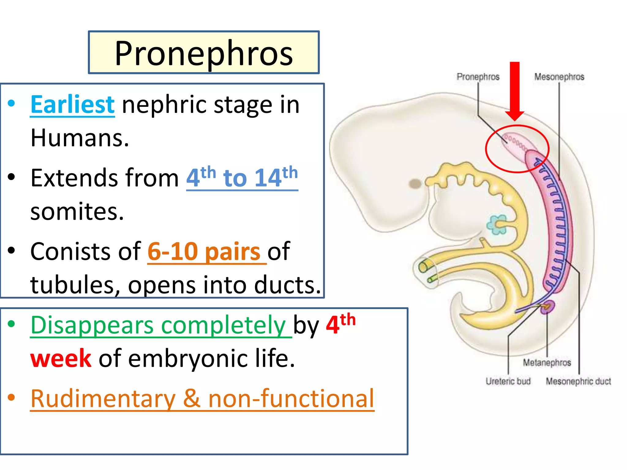 Embryology of Urinary System by Dr. Majid Kakakhel | PPT