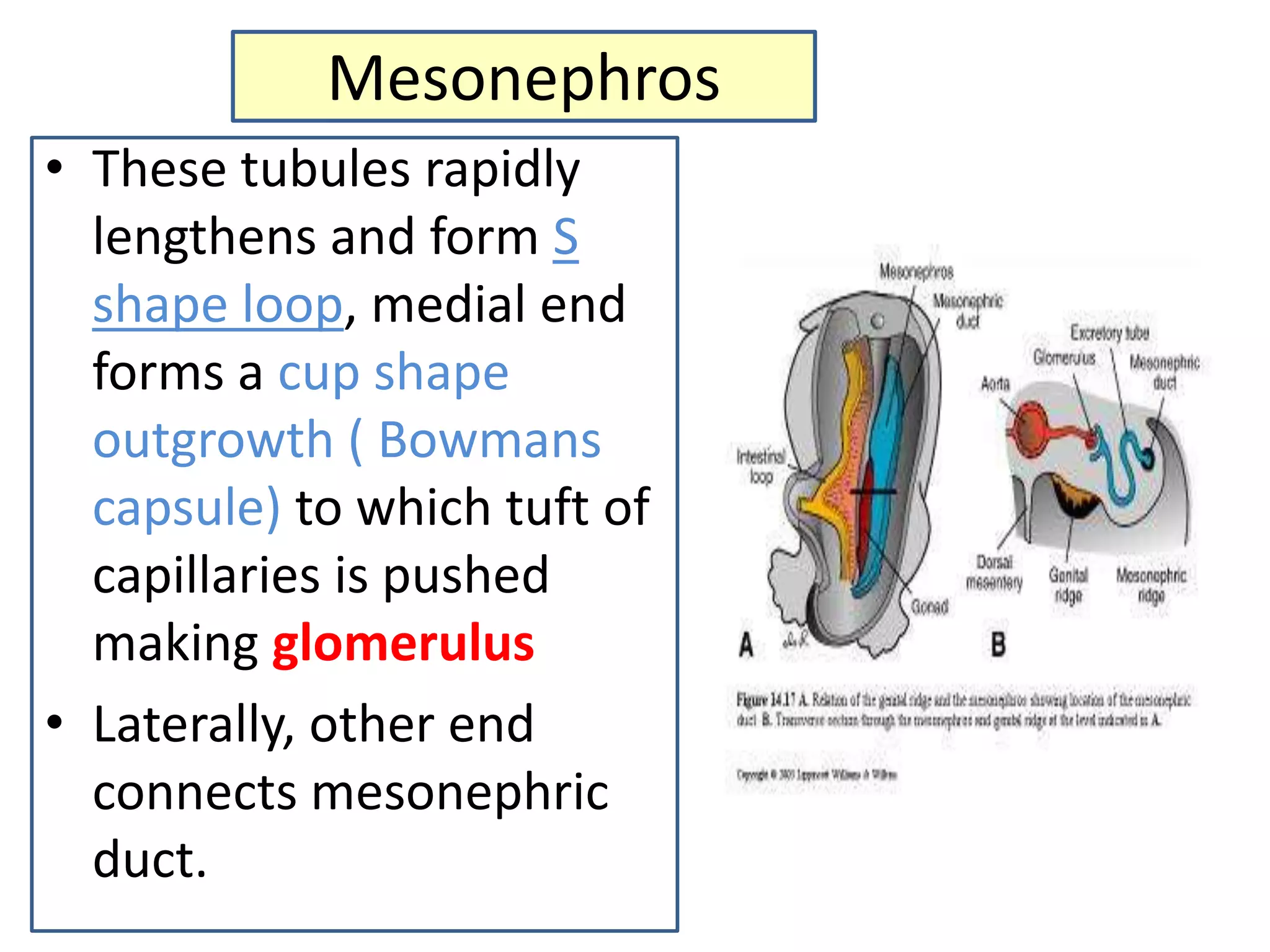 Embryology of Urinary System by Dr. Majid Kakakhel | PPT