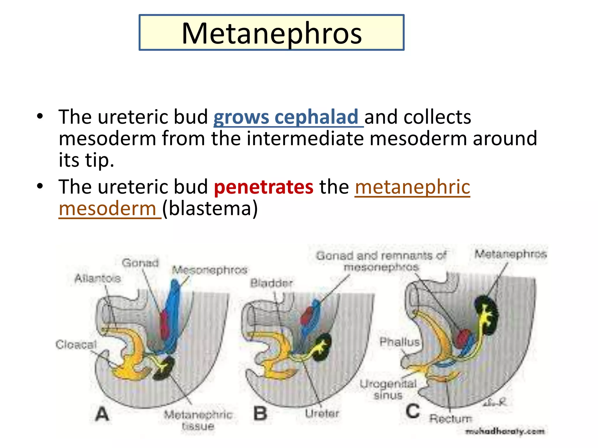 Embryology of Urinary System by Dr. Majid Kakakhel | PPT