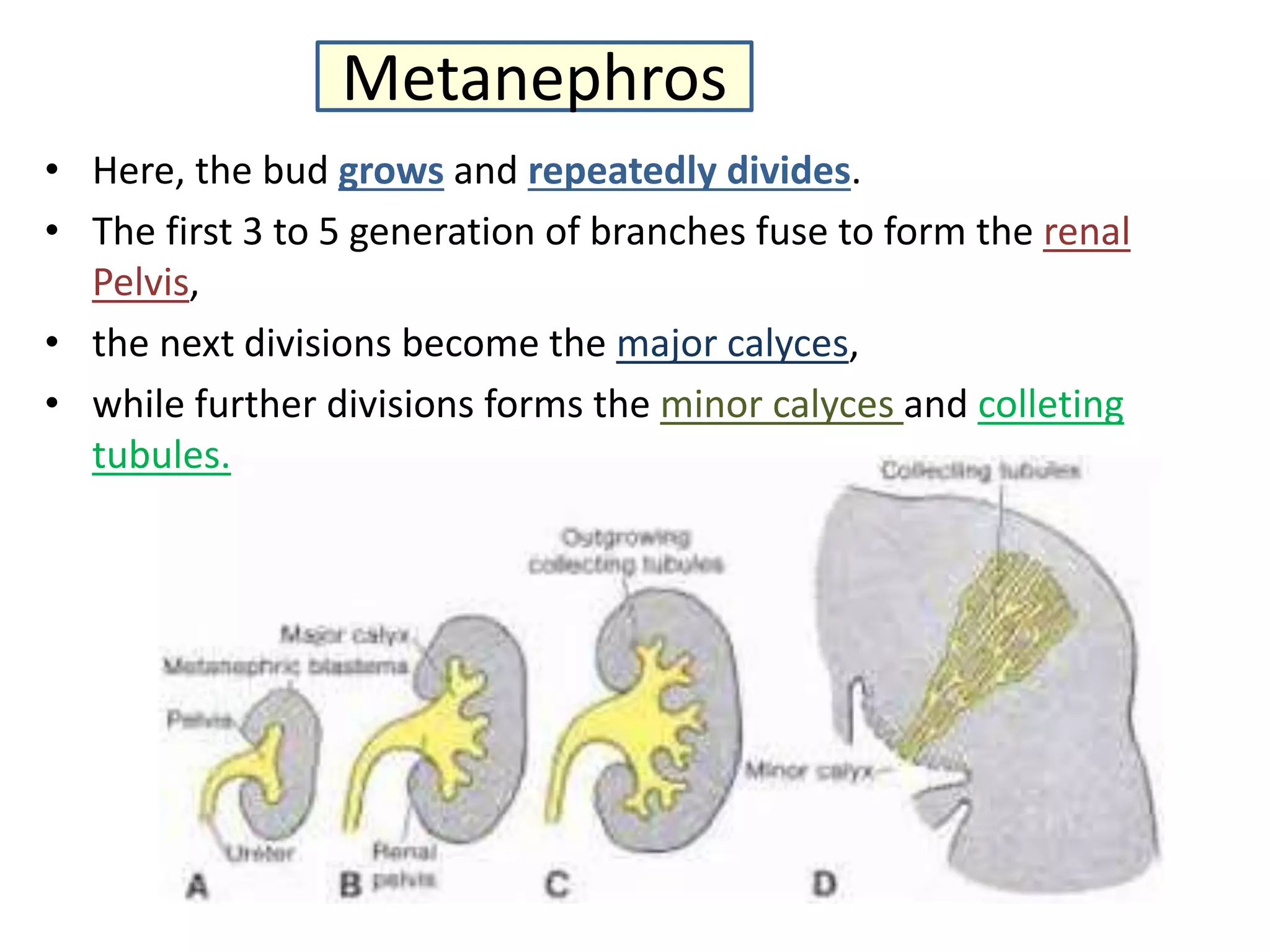 Embryology of Urinary System by Dr. Majid Kakakhel | PPT