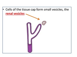 Embryology of Urinary System by Dr. Majid Kakakhel | PPT