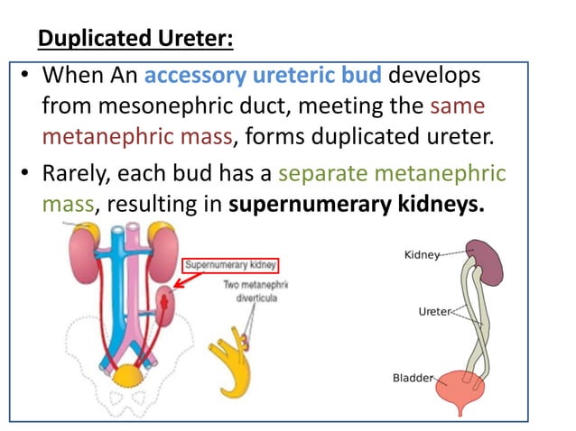 Embryology of Urinary System by Dr. Majid Kakakhel | PPT
