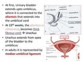 Embryology of Urinary System by Dr. Majid Kakakhel | PPT