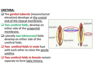 Embryology of Urinary System by Dr. Majid Kakakhel | PPT