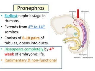 Embryology of Urinary System by Dr. Majid Kakakhel | PPT