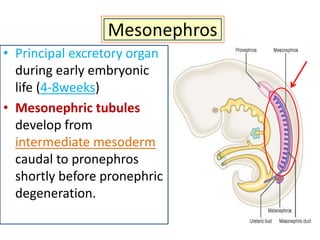 Embryology of Urinary System by Dr. Majid Kakakhel | PPT