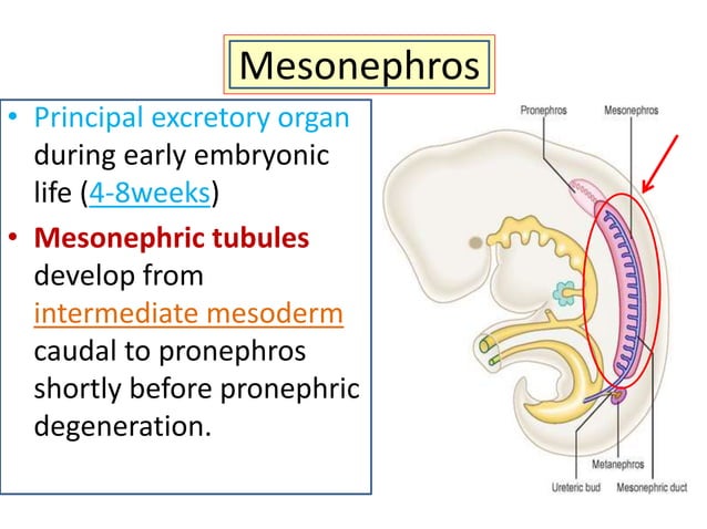 Embryology of Urinary System by Dr. Majid Kakakhel | PPT