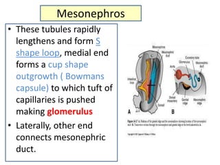 Embryology of Urinary System by Dr. Majid Kakakhel | PPT