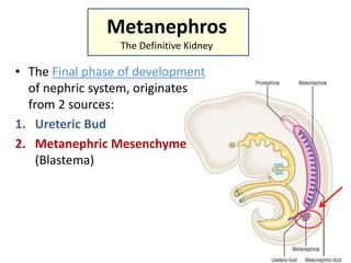 Embryology of Urinary System by Dr. Majid Kakakhel | PPT