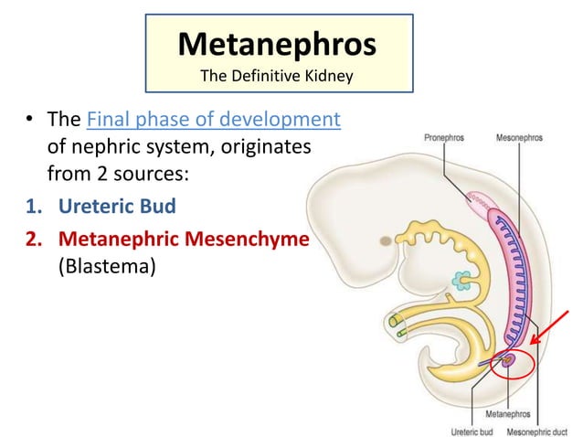 Embryology of Urinary System by Dr. Majid Kakakhel | PPT