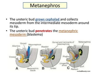 Embryology of Urinary System by Dr. Majid Kakakhel | PPT