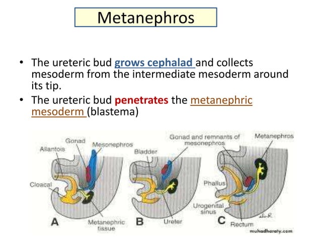 Embryology of Urinary System by Dr. Majid Kakakhel | PPT