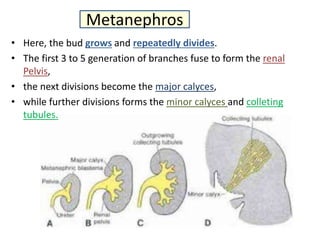 Embryology of Urinary System by Dr. Majid Kakakhel | PPT