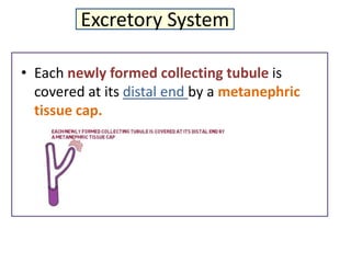 Embryology of Urinary System by Dr. Majid Kakakhel | PPT