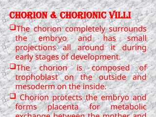 EMBRYOLOGY (PART-II).pptx this is for nursing professionals | PPT