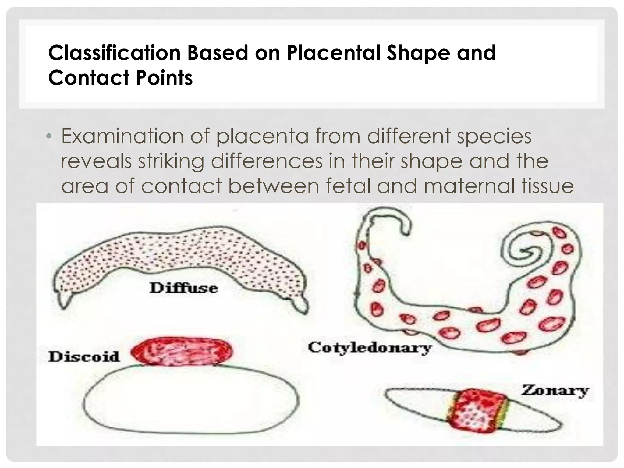 histology of Embryology placenta | PDF
