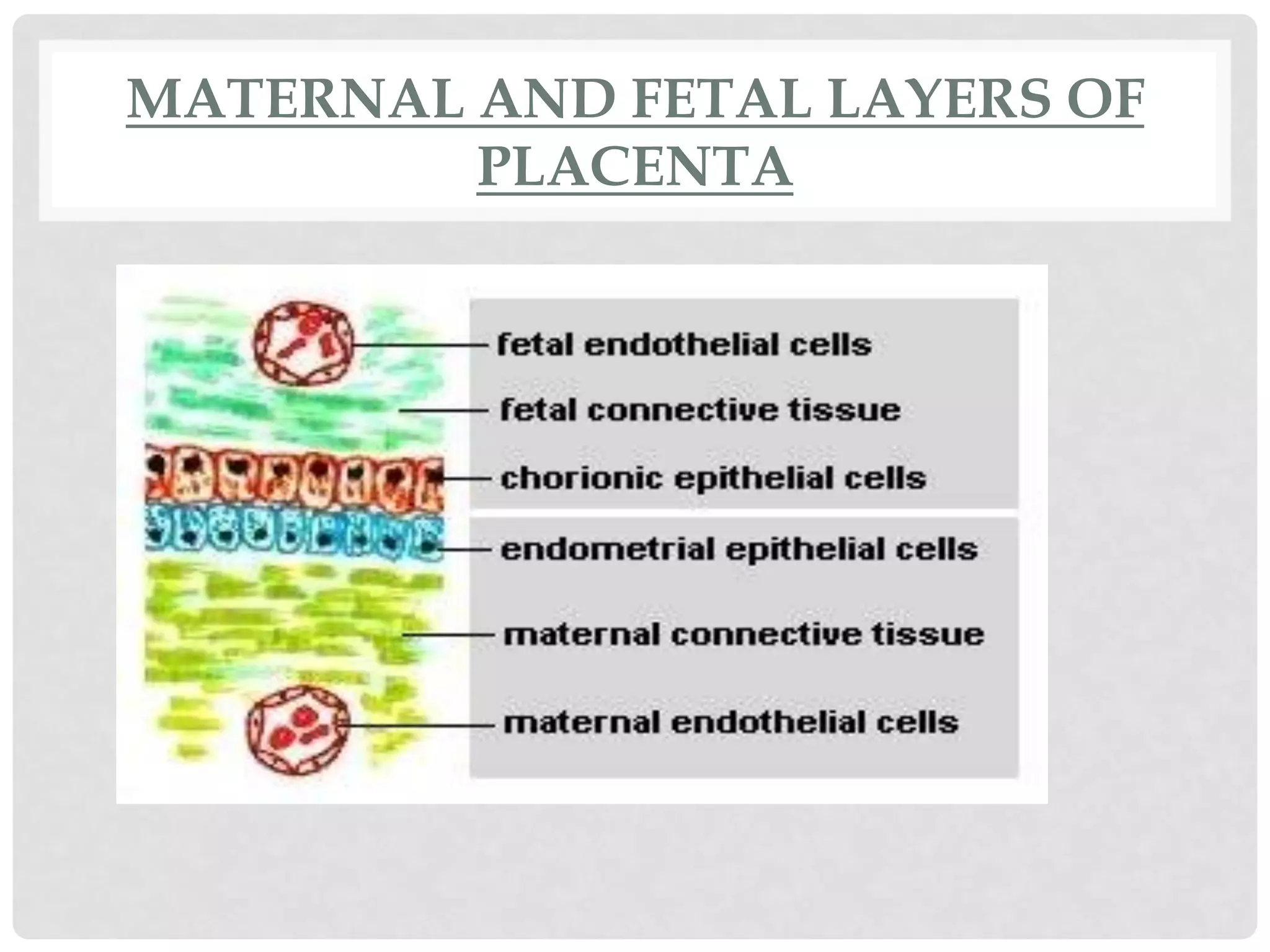 histology of Embryology placenta | PDF