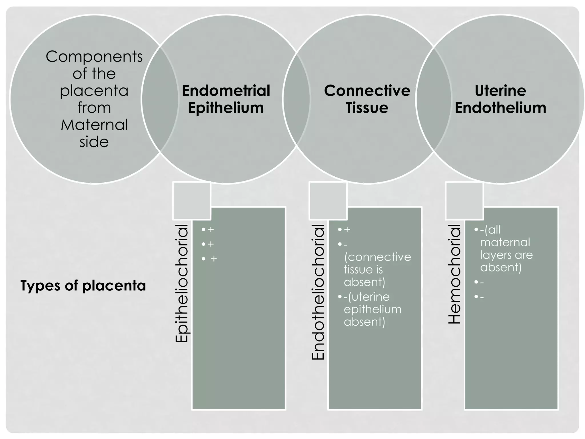 histology of Embryology placenta | PDF | Pregnancy | Reproductive Health