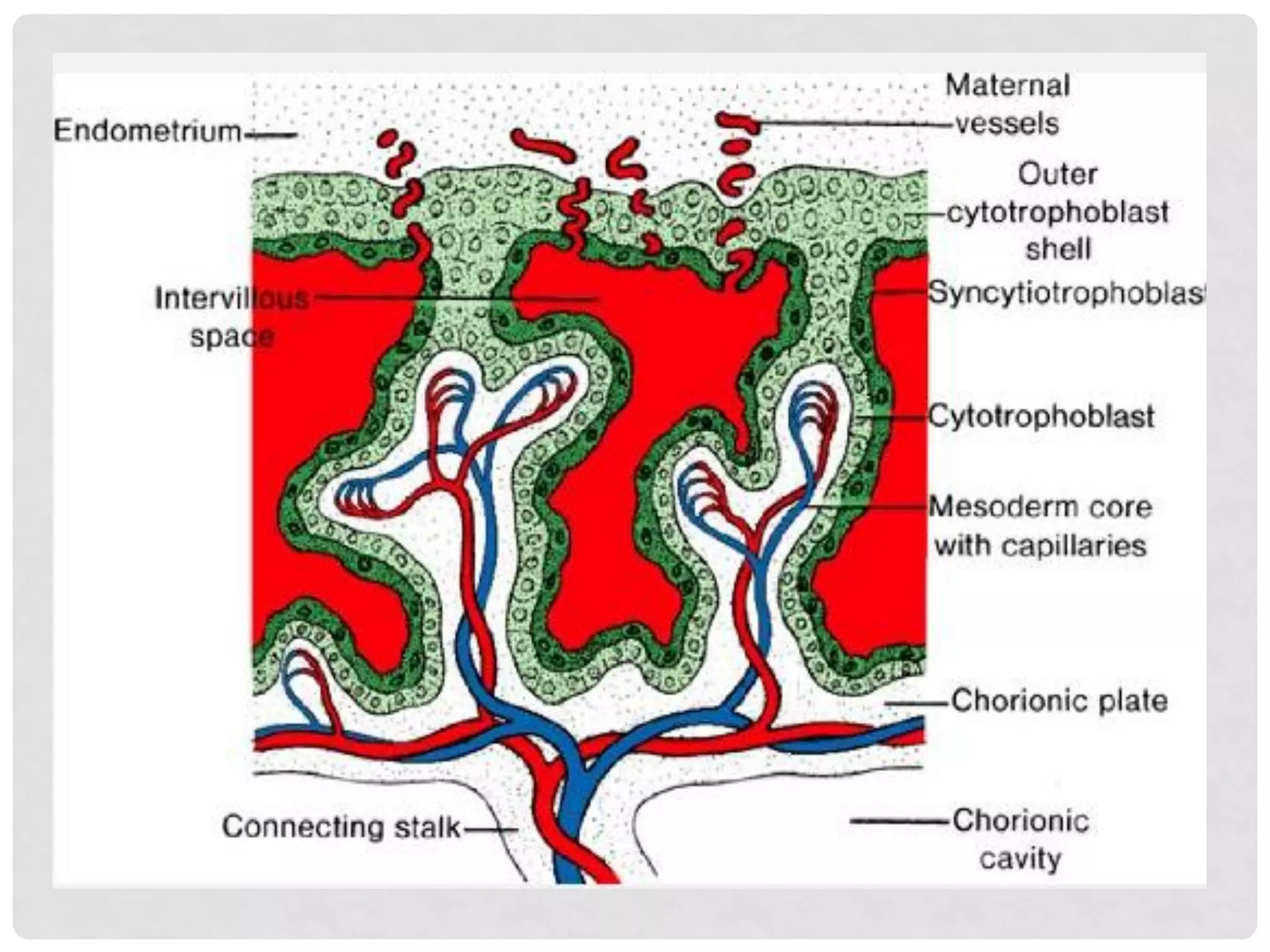 histology of Embryology placenta | PDF