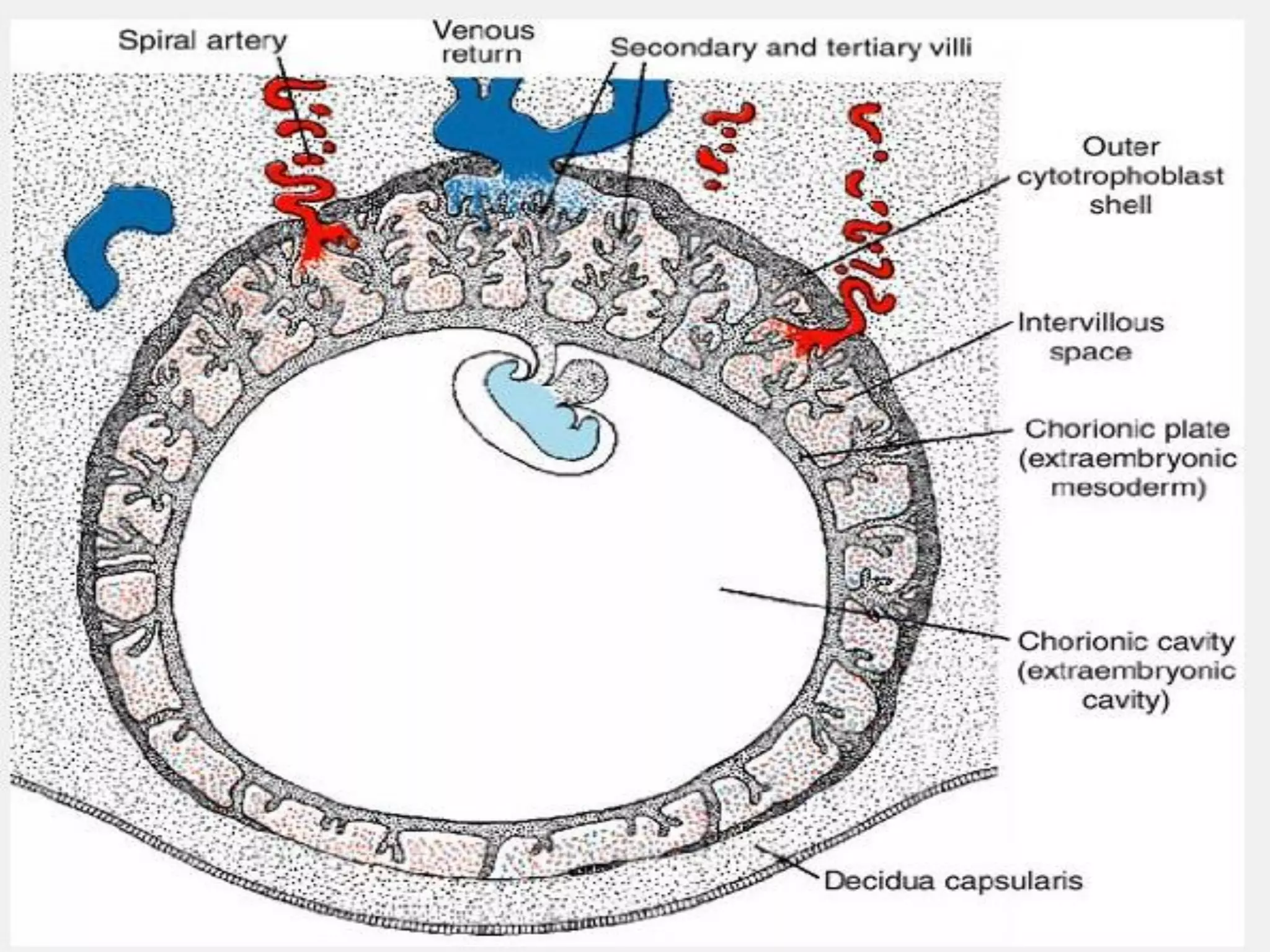 histology of Embryology placenta | PDF
