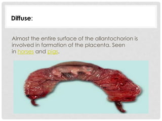 histology of Embryology placenta | PDF