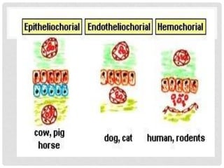histology of Embryology placenta | PDF