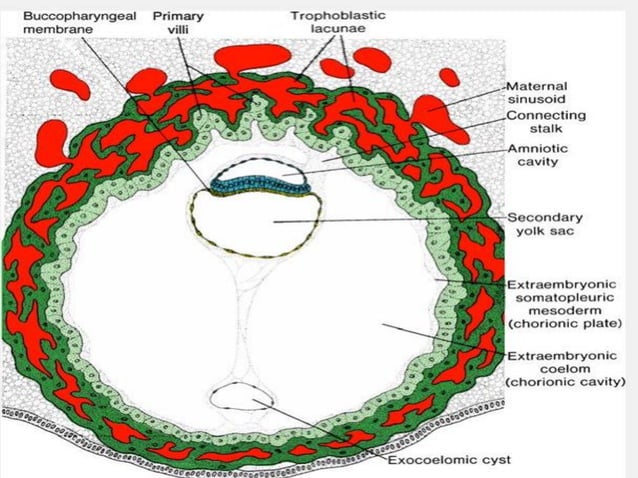 histology of Embryology placenta | PDF | Pregnancy | Reproductive Health